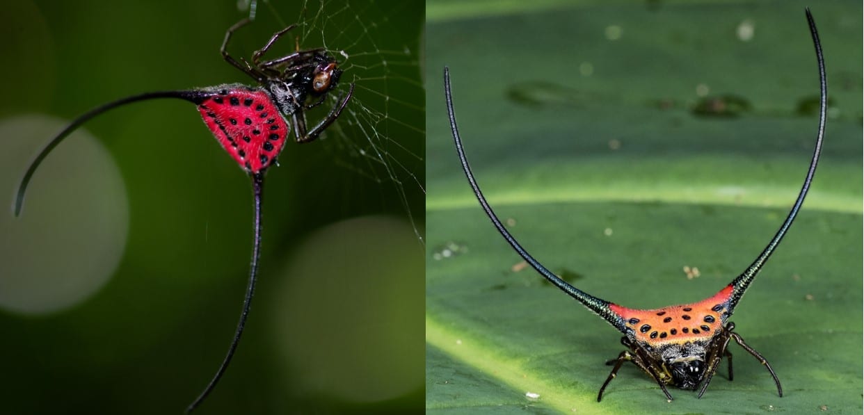 25 COMMON Spiders Found in India! (2024) - Bird Watching HQ