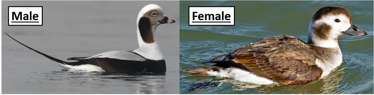 27 Types of DUCKS That Live in Europe! (2023) - Bird Watching HQ