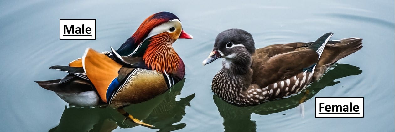 24 Types of DUCKS That Live in Sweden! (2023) - Bird Watching HQ