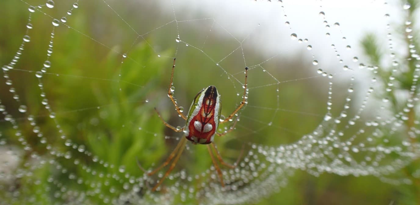 24 COMMON Spiders Found in Africa! (2024) - Bird Watching HQ