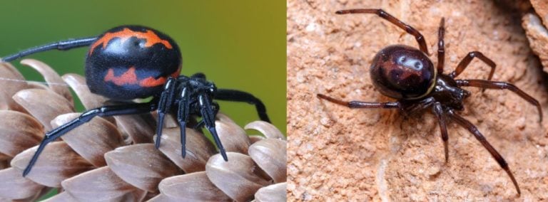 The 16 MOST Common SPIDERS Found in Turkey! (2023) - Bird Watching HQ