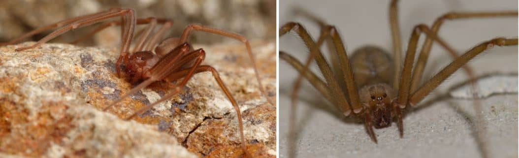 18 COMMON SPIDERS Found in Israel! (2025) - Bird Watching HQ