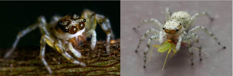 21 COMMON Spiders Found in China! (2024) - Bird Watching HQ