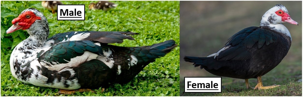 26 Types of DUCKS That Live in Russia! (2023) - Bird Watching HQ