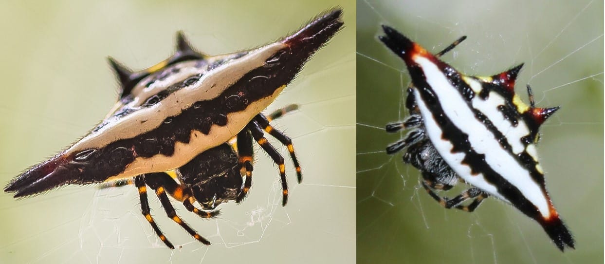 26 COMMON Spiders Found in Asia! (2025) - Bird Watching HQ