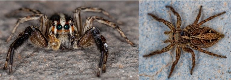 10 COMMON SPIDERS Found in Saudi Arabia! (2024) - Bird Watching HQ