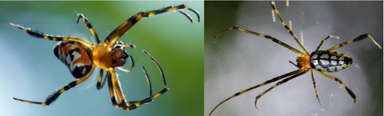 21 COMMON Spiders Found in China! (2024) - Bird Watching HQ