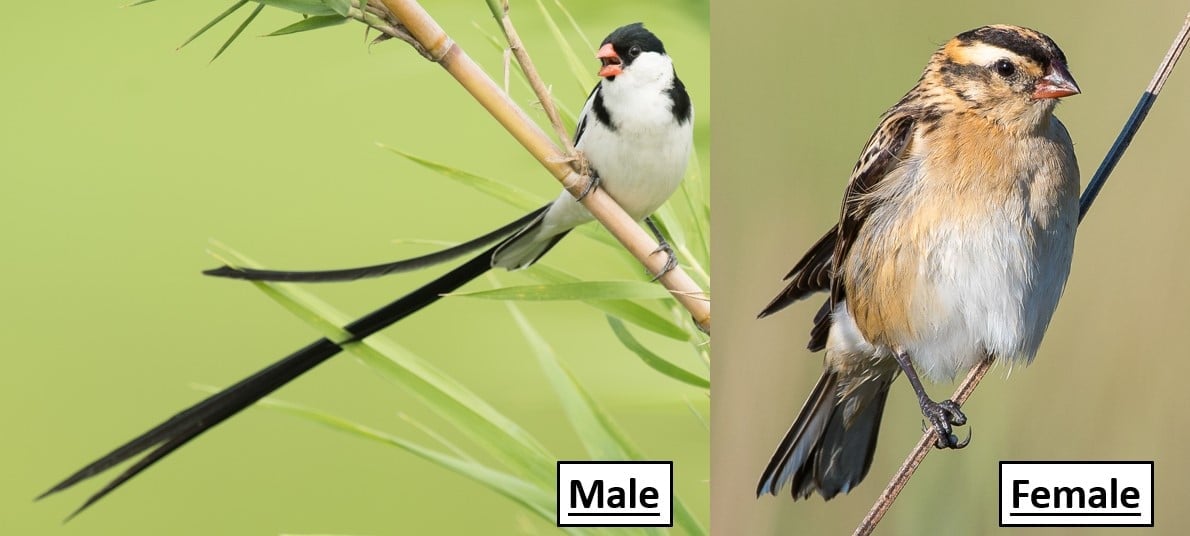 25 COMMON Birds Found in Zimbabwe! (2024) - Bird Watching HQ