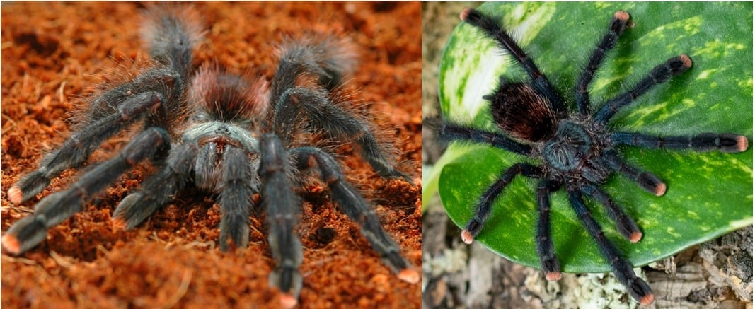 22 COMMON Spiders Found in Peru! (2025) - Bird Watching HQ