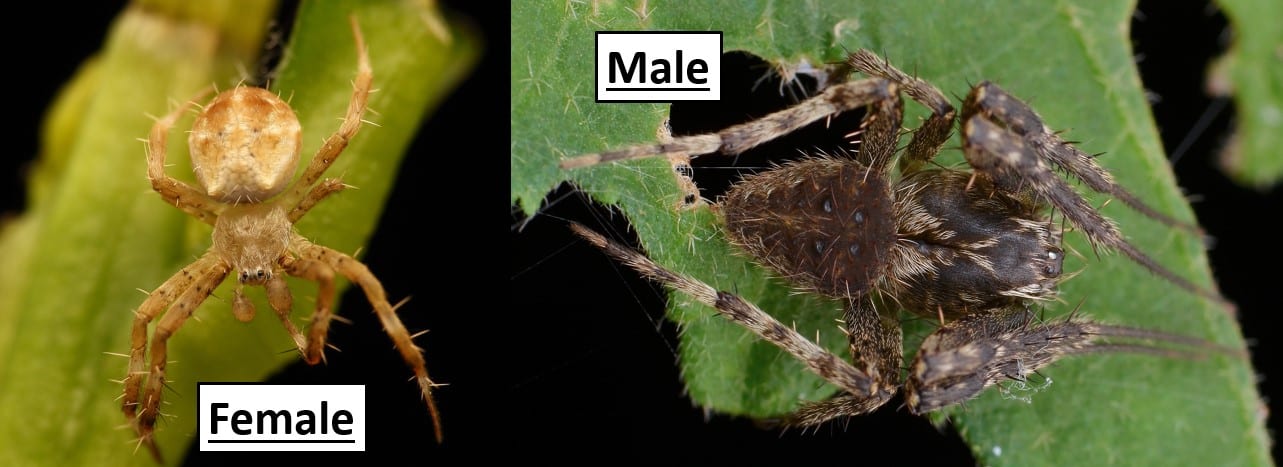 19 COMMON Spiders Found in Thailand! (2025) - Bird Watching HQ