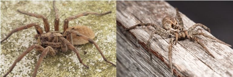 9 COMMON SPIDERS Found in Iraq! (2025) - Bird Watching HQ