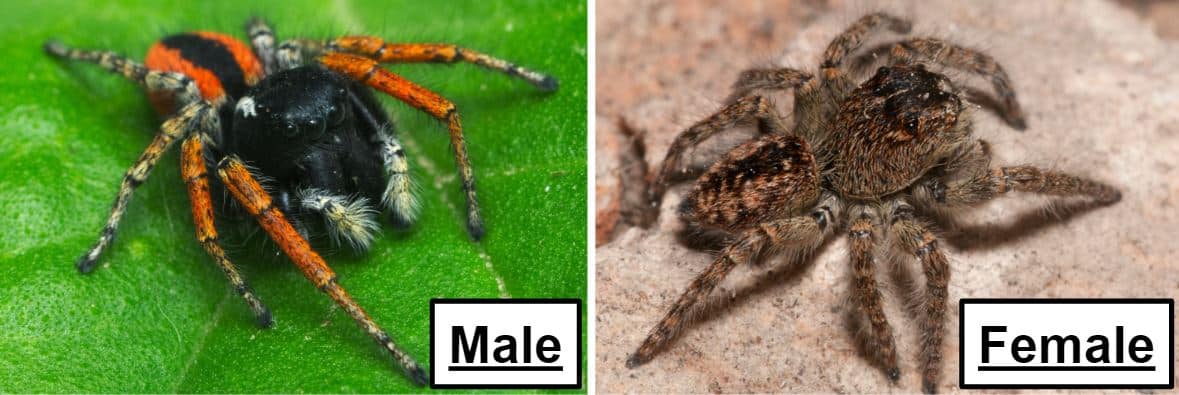 16 MOST Common SPIDERS Found in Turkey! (2025) - Bird Watching HQ