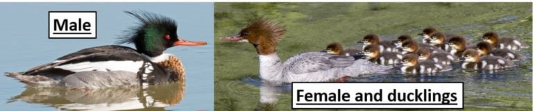 27 Types of DUCKS That Live in Europe! (2023) - Bird Watching HQ