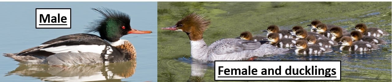 26 Types of DUCKS That Live in Russia! (2023) - Bird Watching HQ