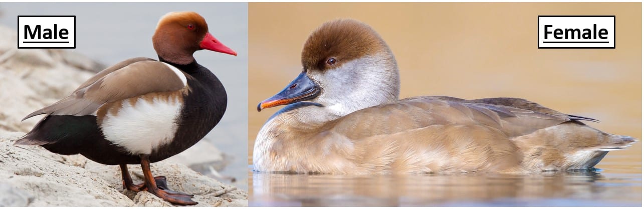 27 Types of DUCKS That Live in Europe! (2023) - Bird Watching HQ