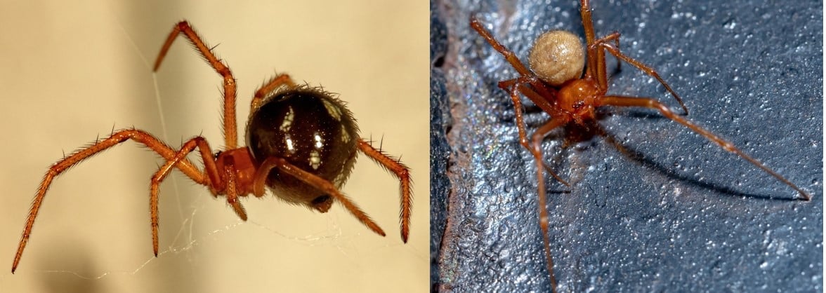 22 COMMON Spiders Found in Peru! (2025) - Bird Watching HQ