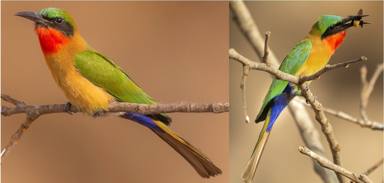 23 COMMON Birds Found in Cameroon! (2024) - Bird Watching HQ