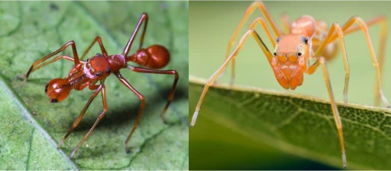 17 COMMON Spiders Found in Vietnam! (2025) - Bird Watching HQ