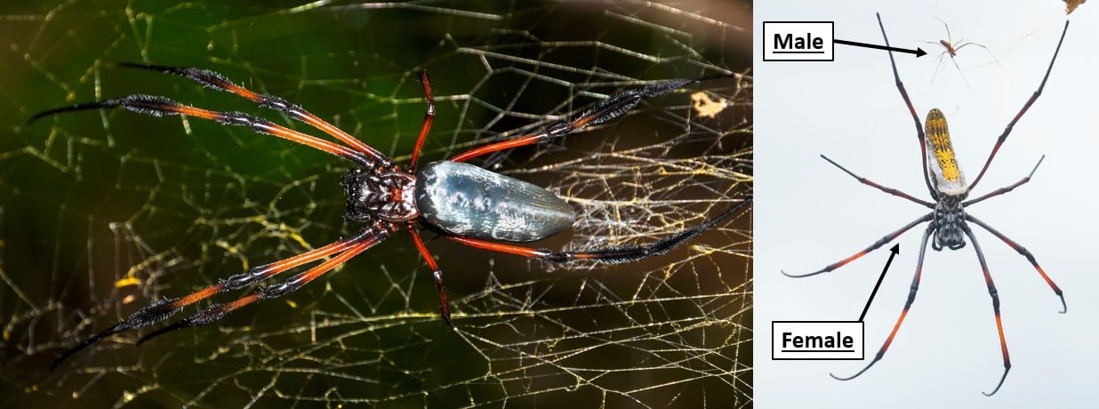 15 COMMON Spiders Found in Tanzania! (2024) - Bird Watching HQ