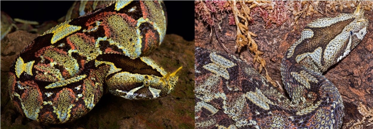 9 COMMON Snakes Found in the Congo! (2025) - Bird Watching HQ