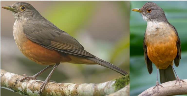 23 COMMON Birds Found in Paraguay! (2024) - Bird Watching HQ