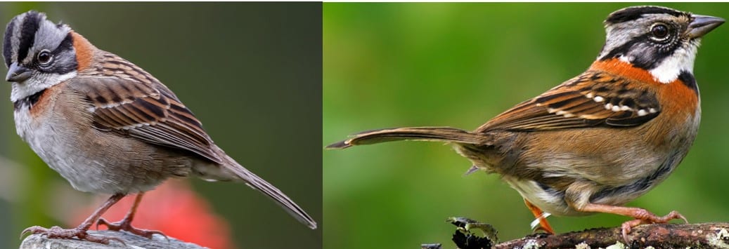 25 COMMON Birds Found in Argentina! (2023) - Bird Watching HQ