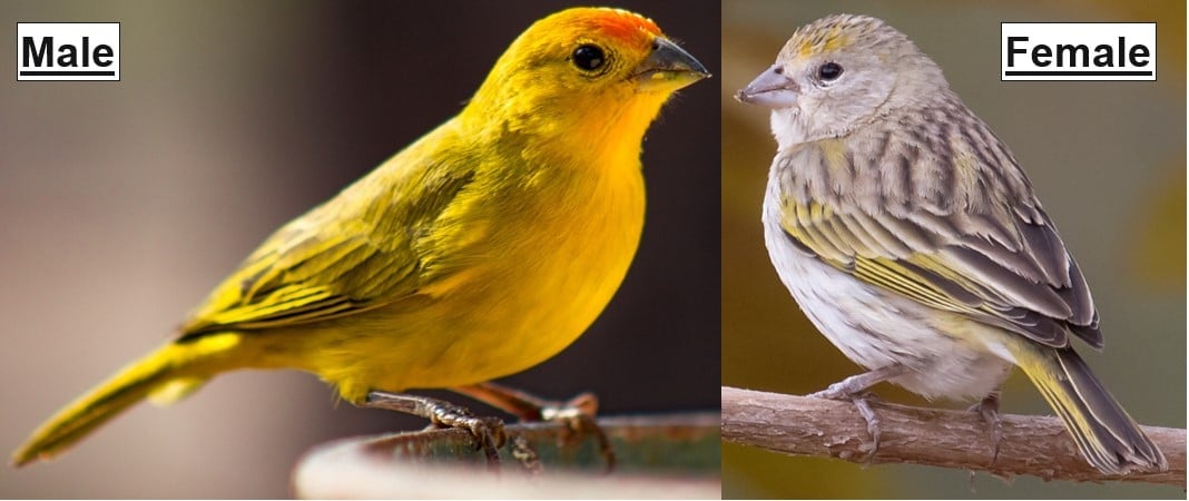 11 Types of BIRDS Found on Curaçao! (COMMON) - Bird Watching HQ