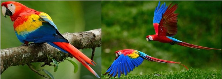 20 COMMON Birds Found in Guyana! (2024) - Bird Watching HQ