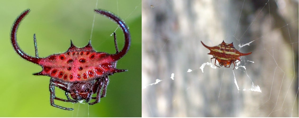 20 COMMON Spiders Found in South Africa! (2024) - Bird Watching HQ