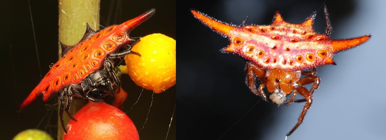 10 COMMON Spiders Found in Madagascar! (2025) - Bird Watching HQ