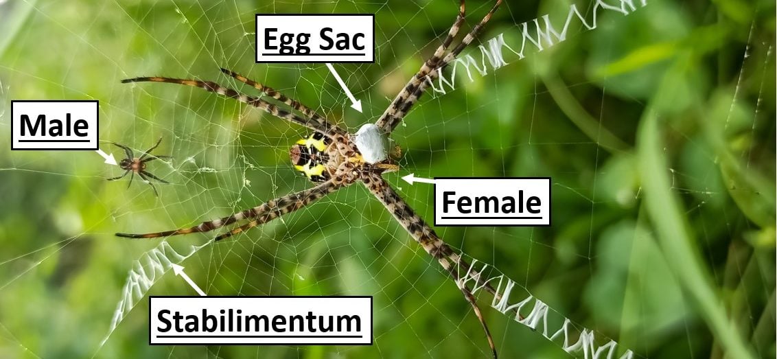 25 COMMON Spiders Found in India! (2024) - Bird Watching HQ