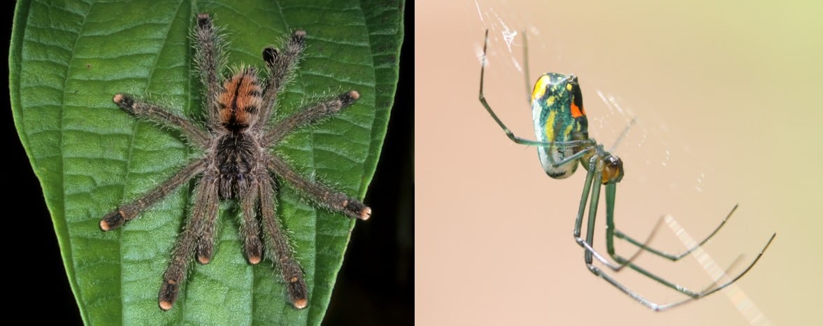 17 COMMON Spiders Found in Chile! (2025) - Bird Watching HQ