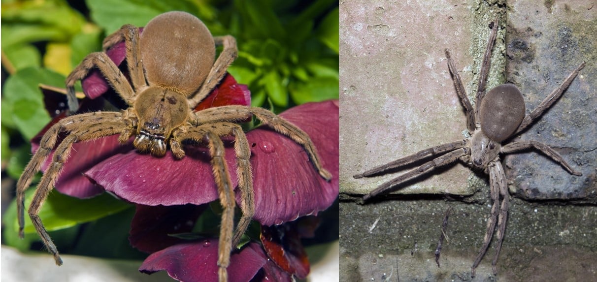 8 COMMON Spiders Found in Namibia! (2025) - Bird Watching HQ