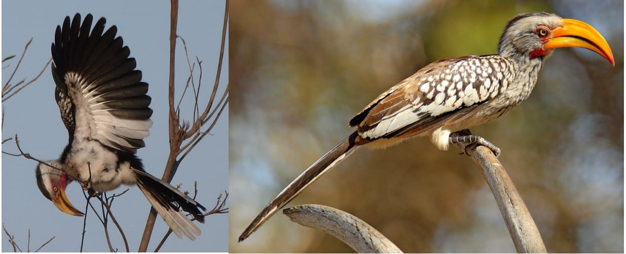 25 COMMON Birds Found in Namibia! (2023) - Bird Watching HQ