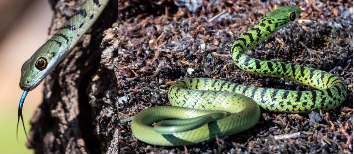 13 COMMON Snakes Found in Botswana! (2025) - Bird Watching HQ