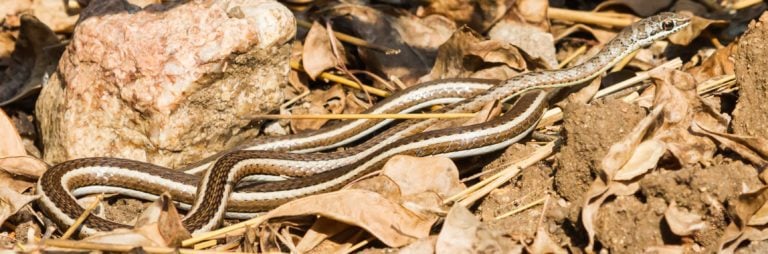 36 COMMON Snakes Found in Africa! (2023) - Bird Watching HQ