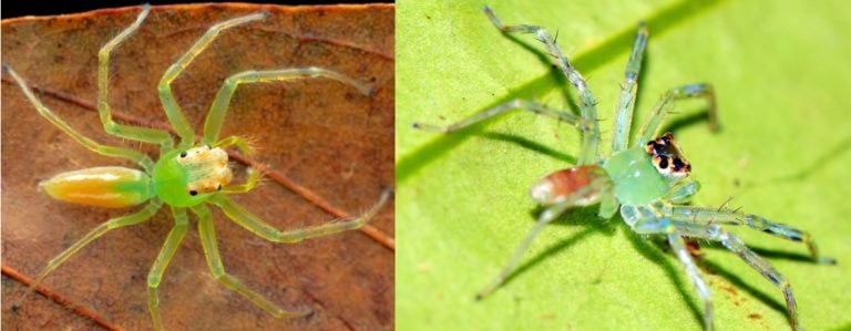 29 COMMON Spiders Found in South America! (2023) - Bird Watching HQ