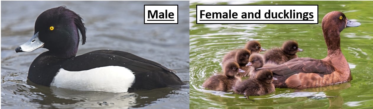 26 Types of DUCKS That Live in France! (2023) - Bird Watching HQ