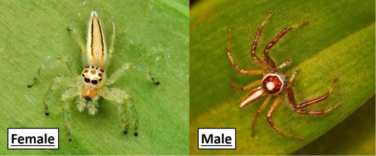 18 COMMON Spiders Found in Indonesia! (2025) - Bird Watching HQ