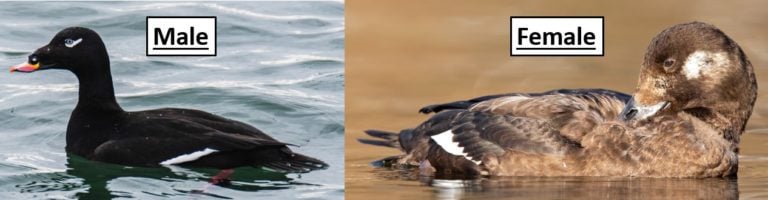 25 Types of DUCKS That Live in Germany! (2023) - Bird Watching HQ