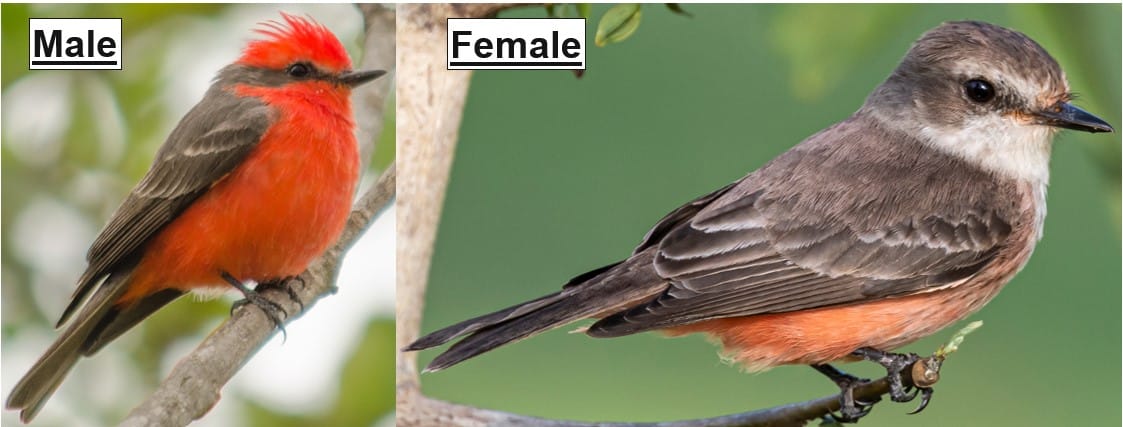 25 COMMON Birds Found in Argentina! (2023) - Bird Watching HQ