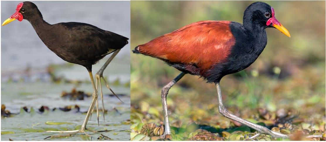 30 COMMON Birds Found in Brazil! (2023) - Bird Watching HQ