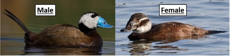 25 Types of DUCKS That Live in Germany! (2023) - Bird Watching HQ
