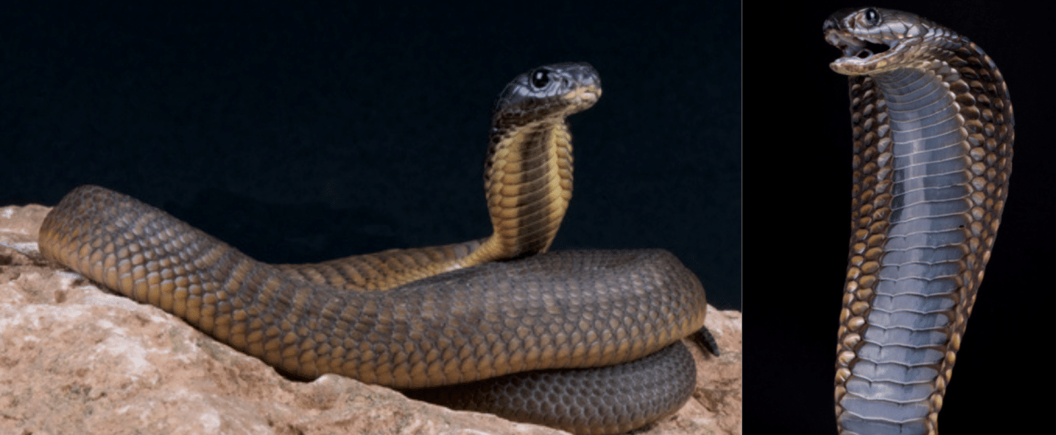 15 Types of Cobras From Around the World! (2025) - Bird Watching HQ