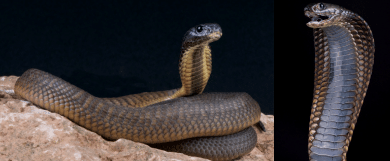 15 Types of Cobras From Around the World! (2025) - Bird Watching HQ