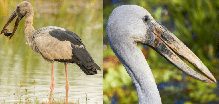 24 COMMON Birds That Are Found in Thailand! (2025) - Bird Watching HQ