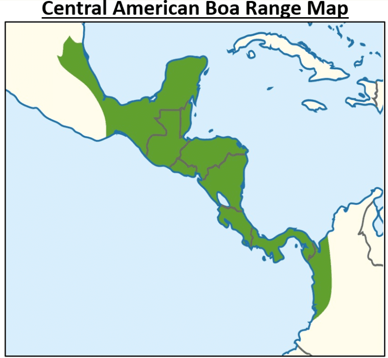 18 COMMON Snakes Found in Colombia! (2024) - Bird Watching HQ