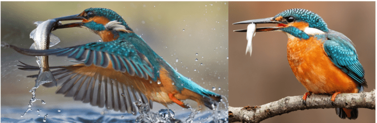 27 COMMON Birds That Are Found in China! (2025) - Bird Watching HQ