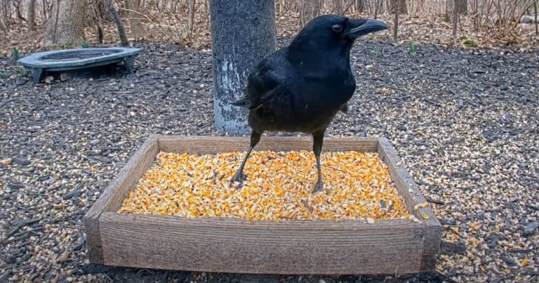 6 PROVEN Ways to Attract Crows to Your Yard! (2025) - Bird Watching HQ