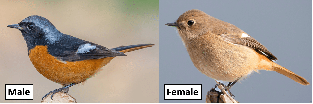 27 COMMON Birds That Are Found in China! (2025) - Bird Watching HQ